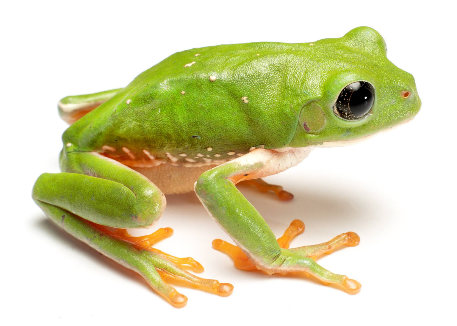 Ranas - Anfibios y Reptiles de Colima
