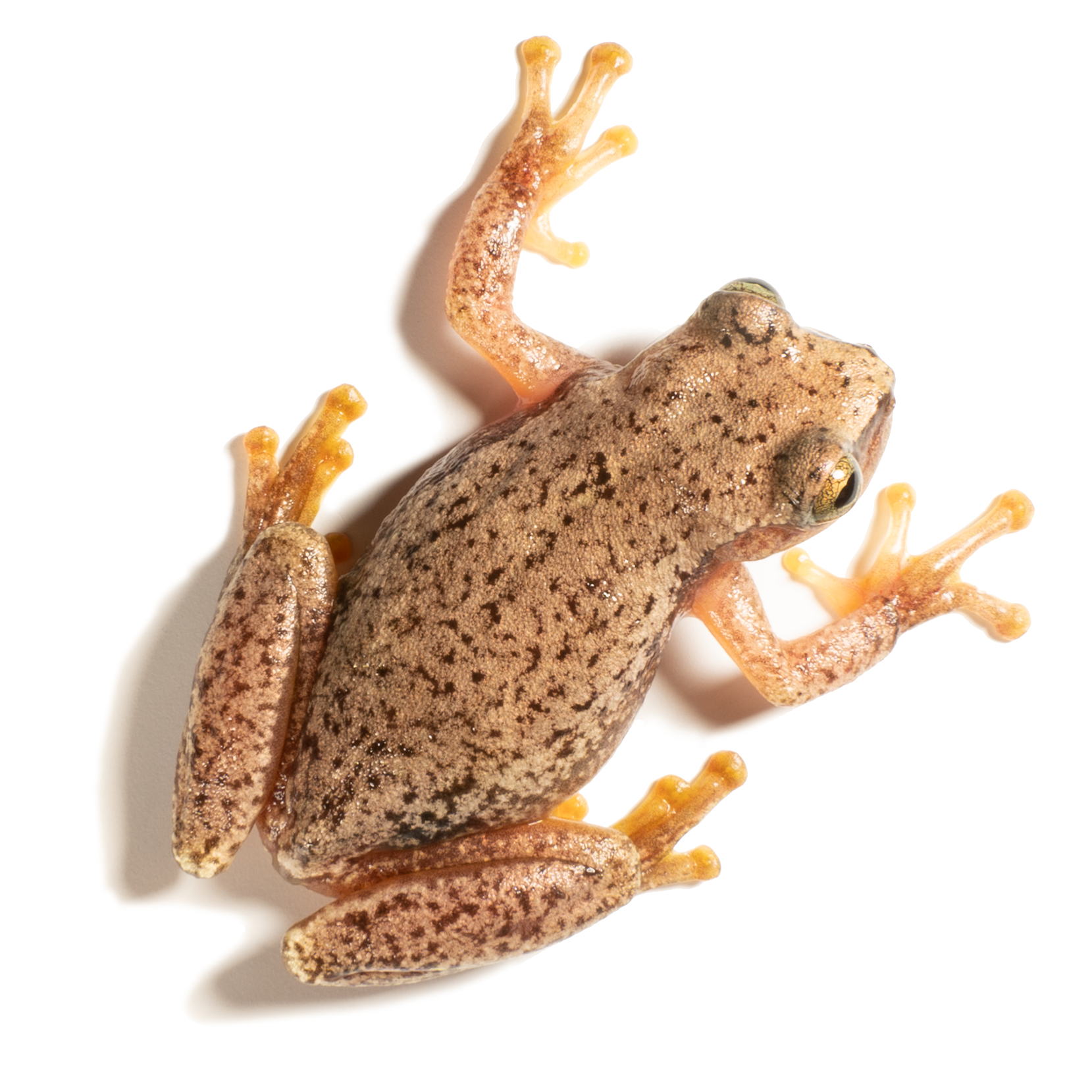 Familia Hylidae - Anfibios y Reptiles de Colima