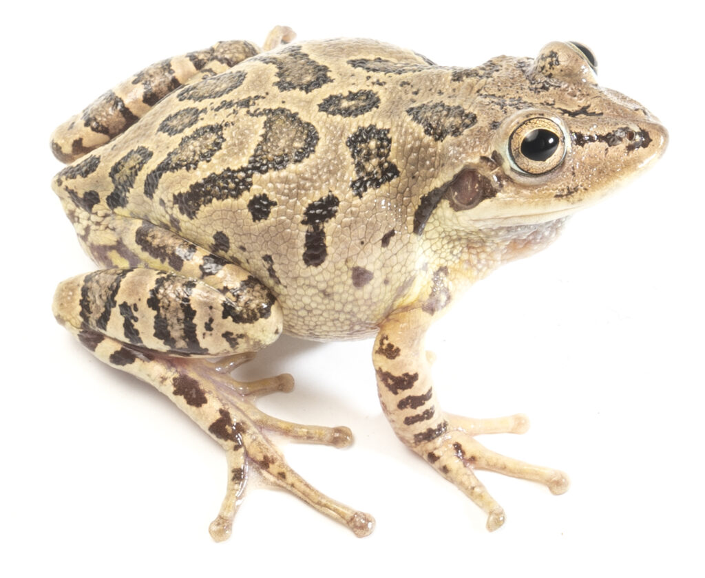 Familia Hylidae - Anfibios y Reptiles de Colima
