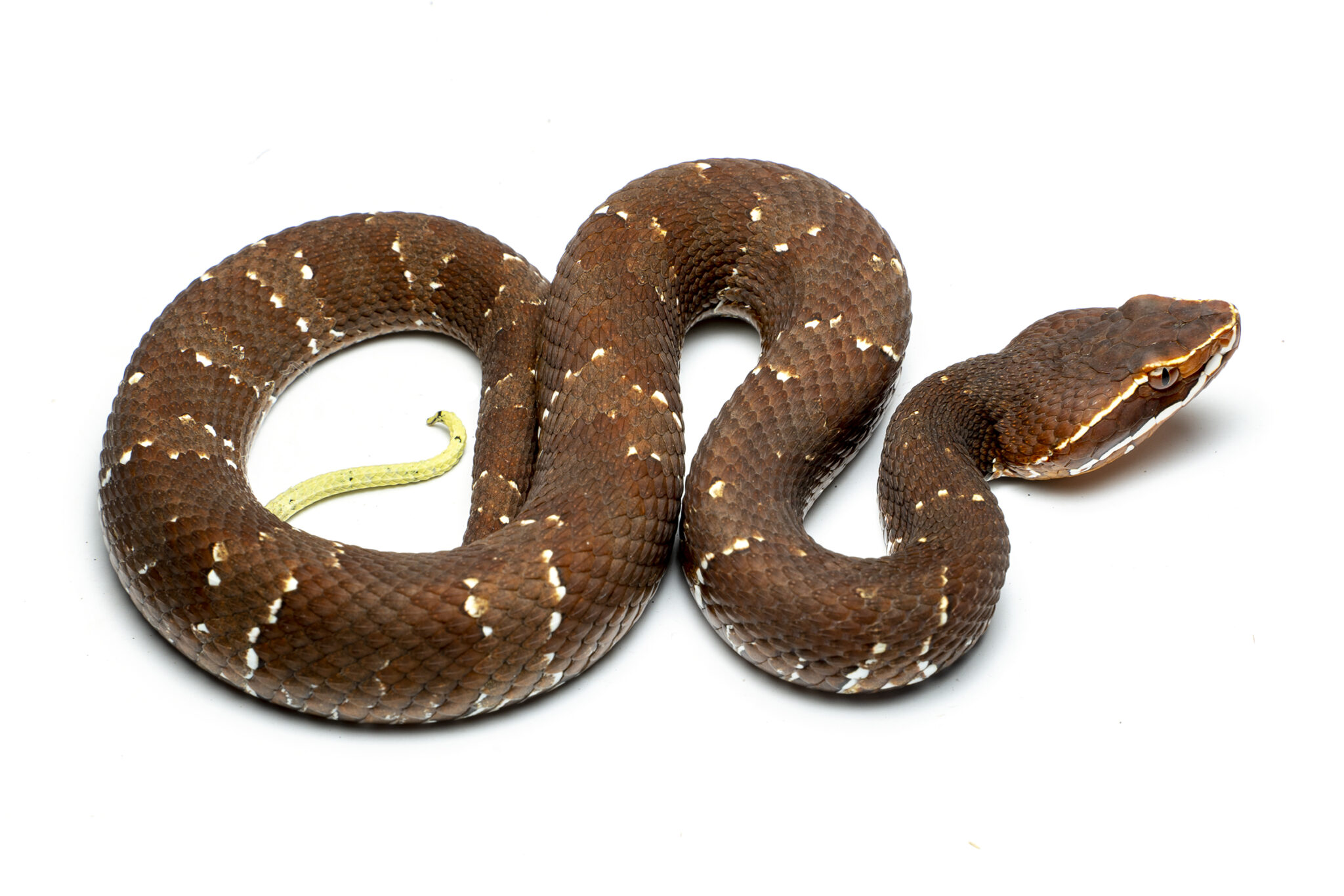 Familia Viperidae - Anfibios y Reptiles de Colima