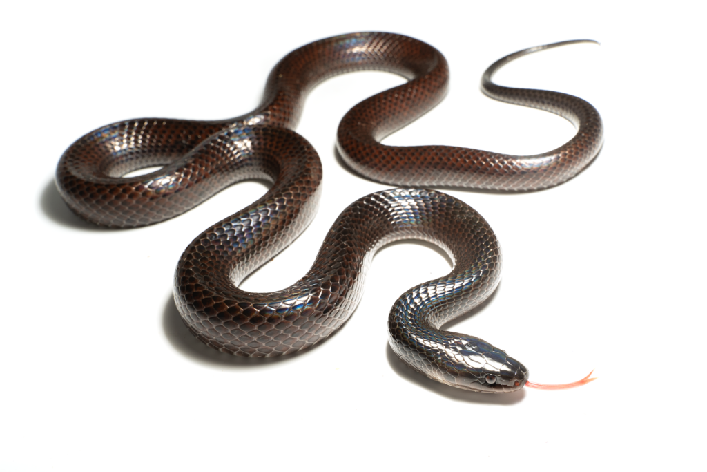 Familia Dipsadidae - Anfibios y Reptiles de Colima