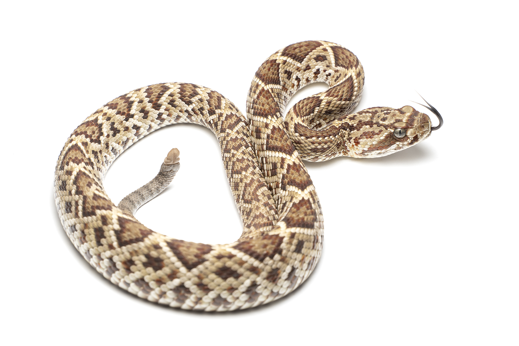 Familia Viperidae - Anfibios y Reptiles de Colima
