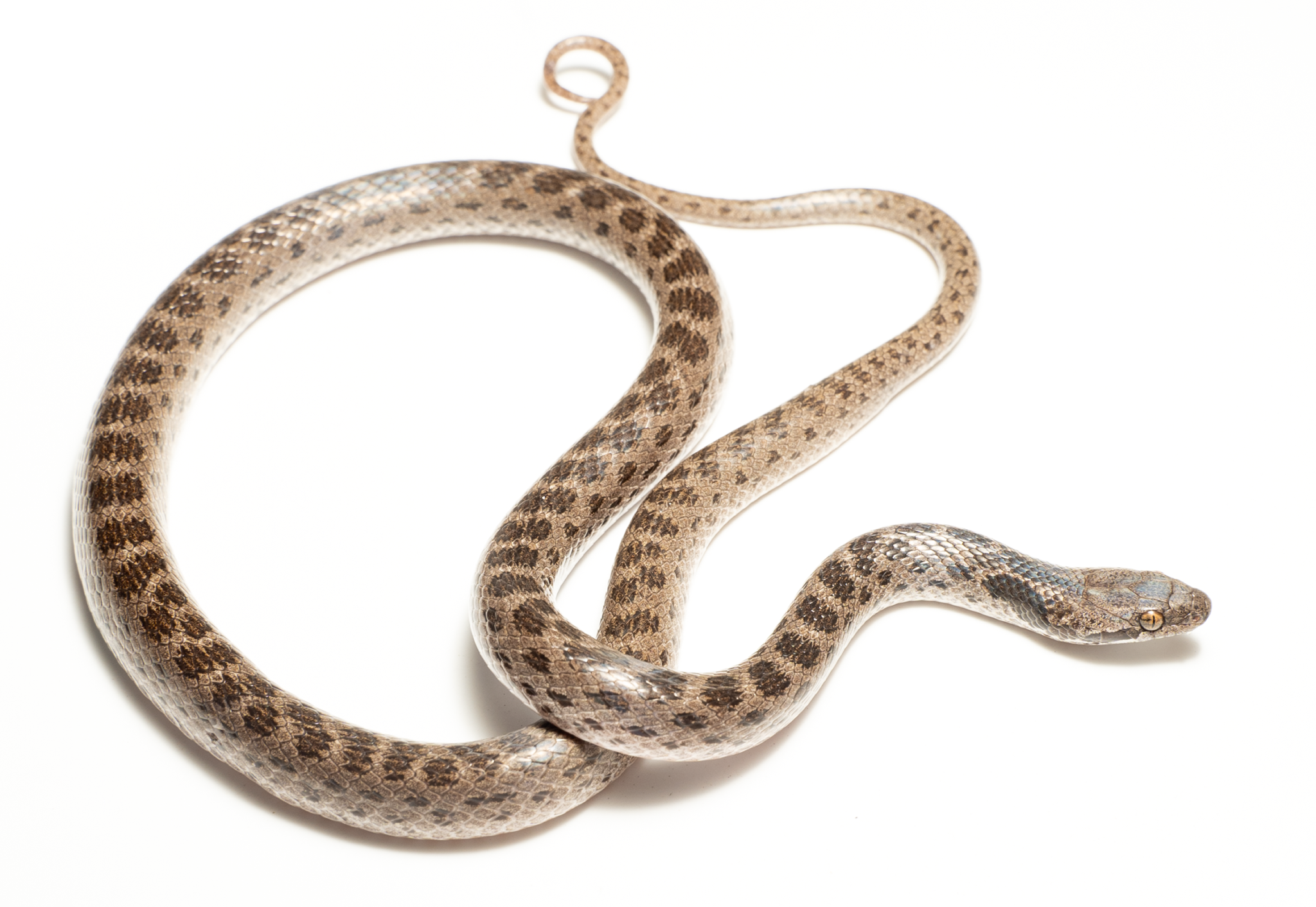 Familia Dipsadidae - Anfibios y Reptiles de Colima
