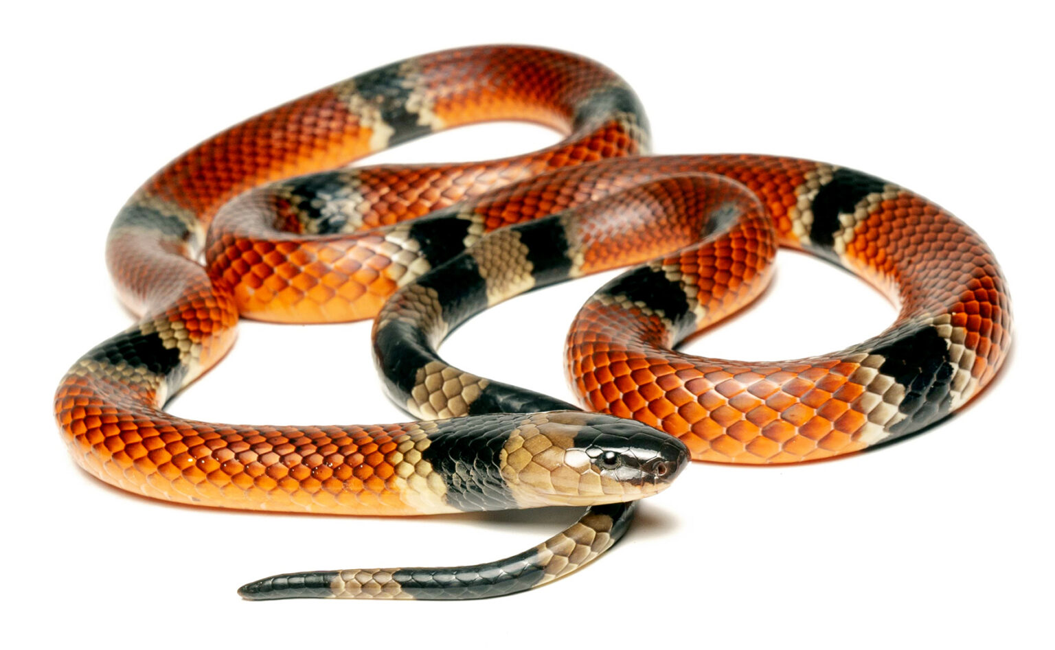 Familia Elapidae - Anfibios y Reptiles de Colima