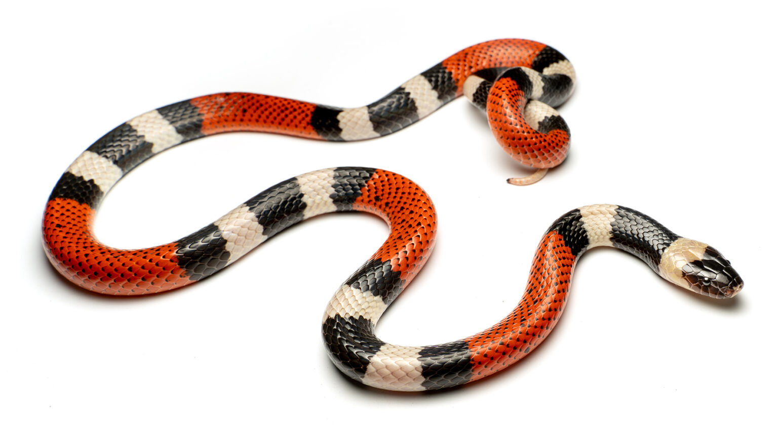 Familia Elapidae - Anfibios y Reptiles de Colima